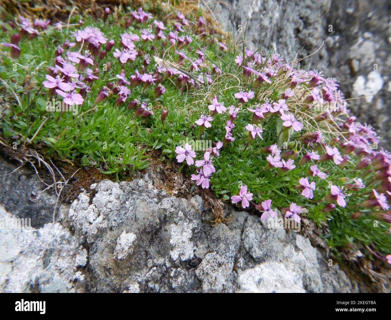 Photos of wildflowers found in the Welsh mountains of Snowdonia ...