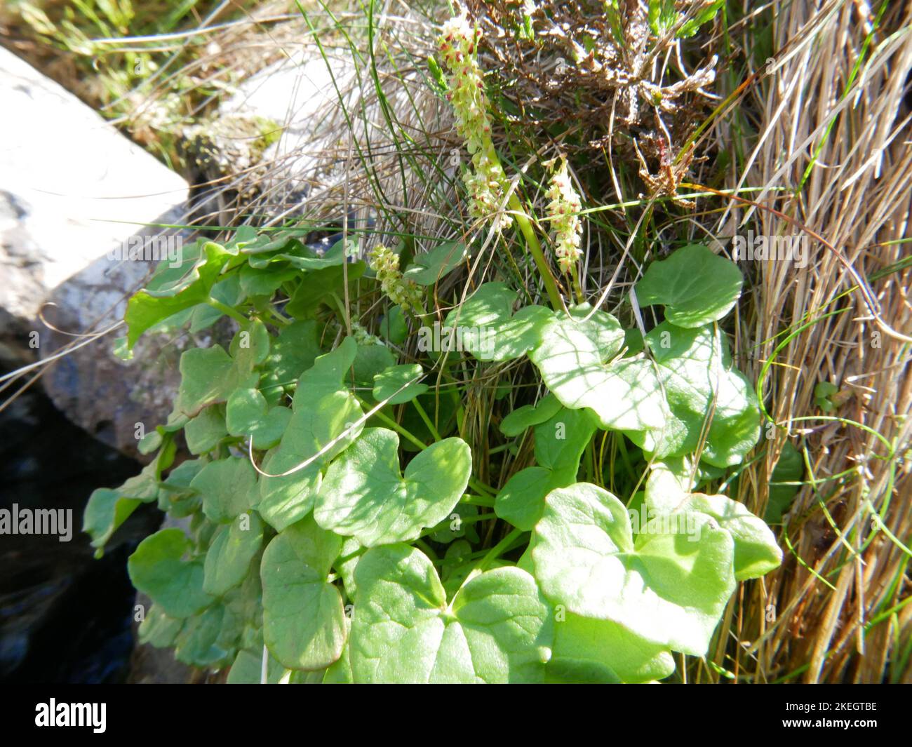 Photos of wildflowers found in the Welsh mountains of Snowdonia ...