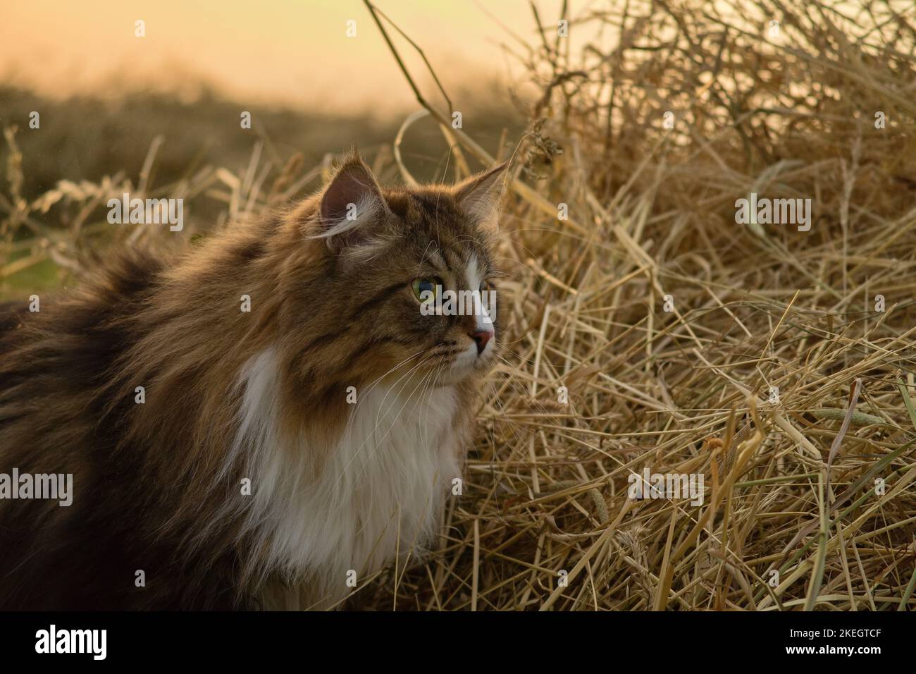 Alvin - Big Siberian cat with long hair at sunset Stock Photo - Alamy