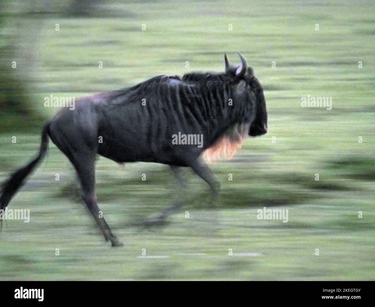 Motion pan hi-res stock photography and images - Alamy