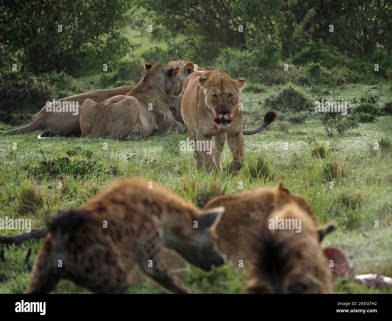 Lions (Panthera leo) confrontation with hyenas (Crocuta crocuta) at ...