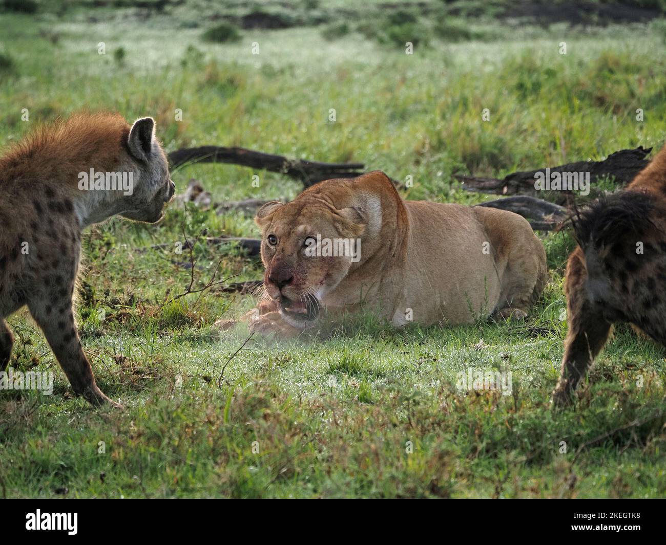 flashpoint as angry adult female Lioness (Panthera leo) snarls at ... flashpoint as angry adult female Lioness (Panthera leo) snarls at ...