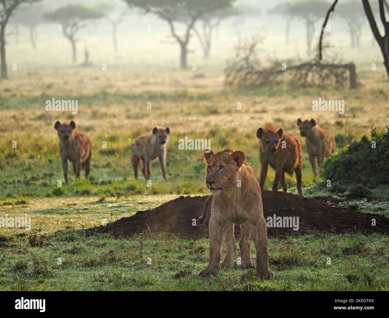 Lion (Panthera leo) confrontation with hyenas (Crocuta crocuta) at kill ...