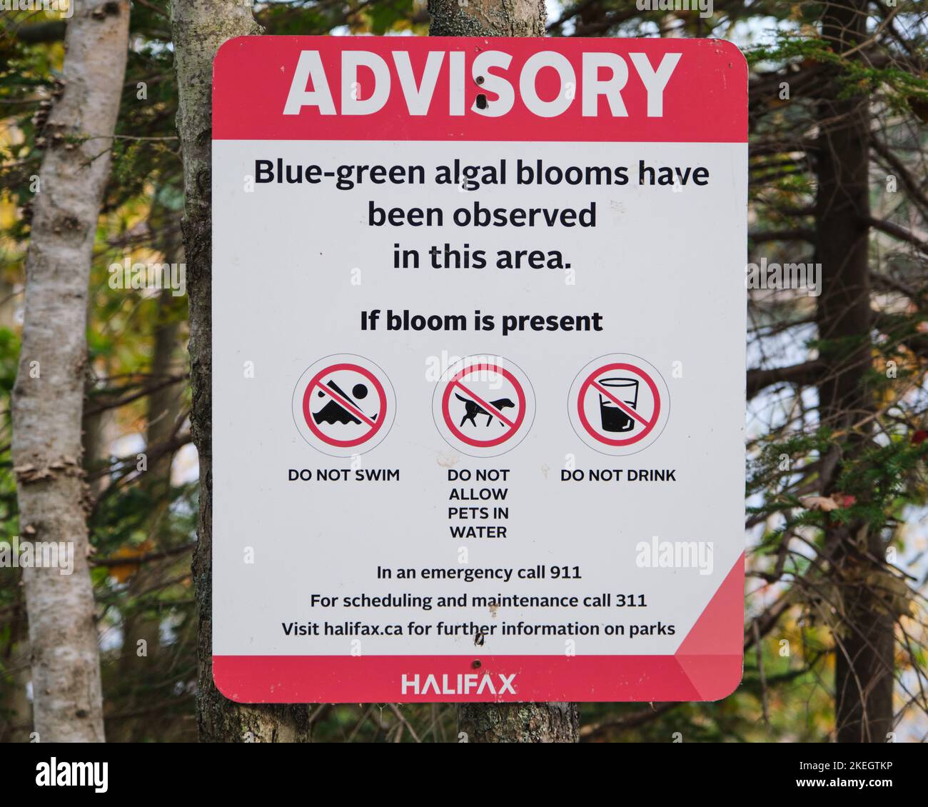 Warning sign in outdoor park: Advisory Blue Green Algae blooms have ...
