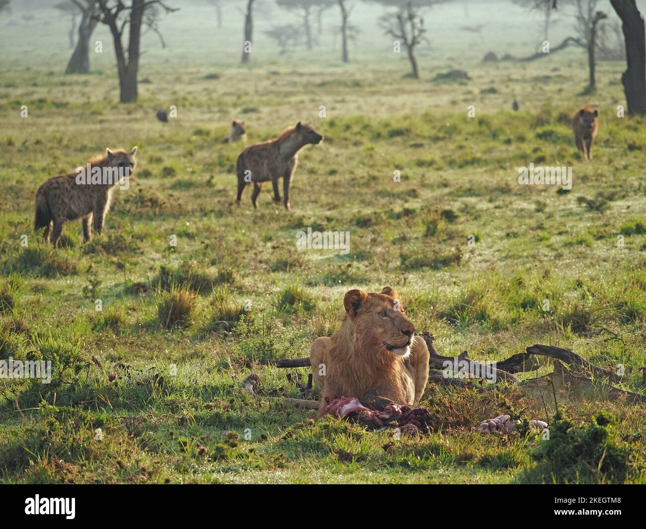 Lion (Panthera leo) confrontation with hyenas (Crocuta crocuta) at kill ...