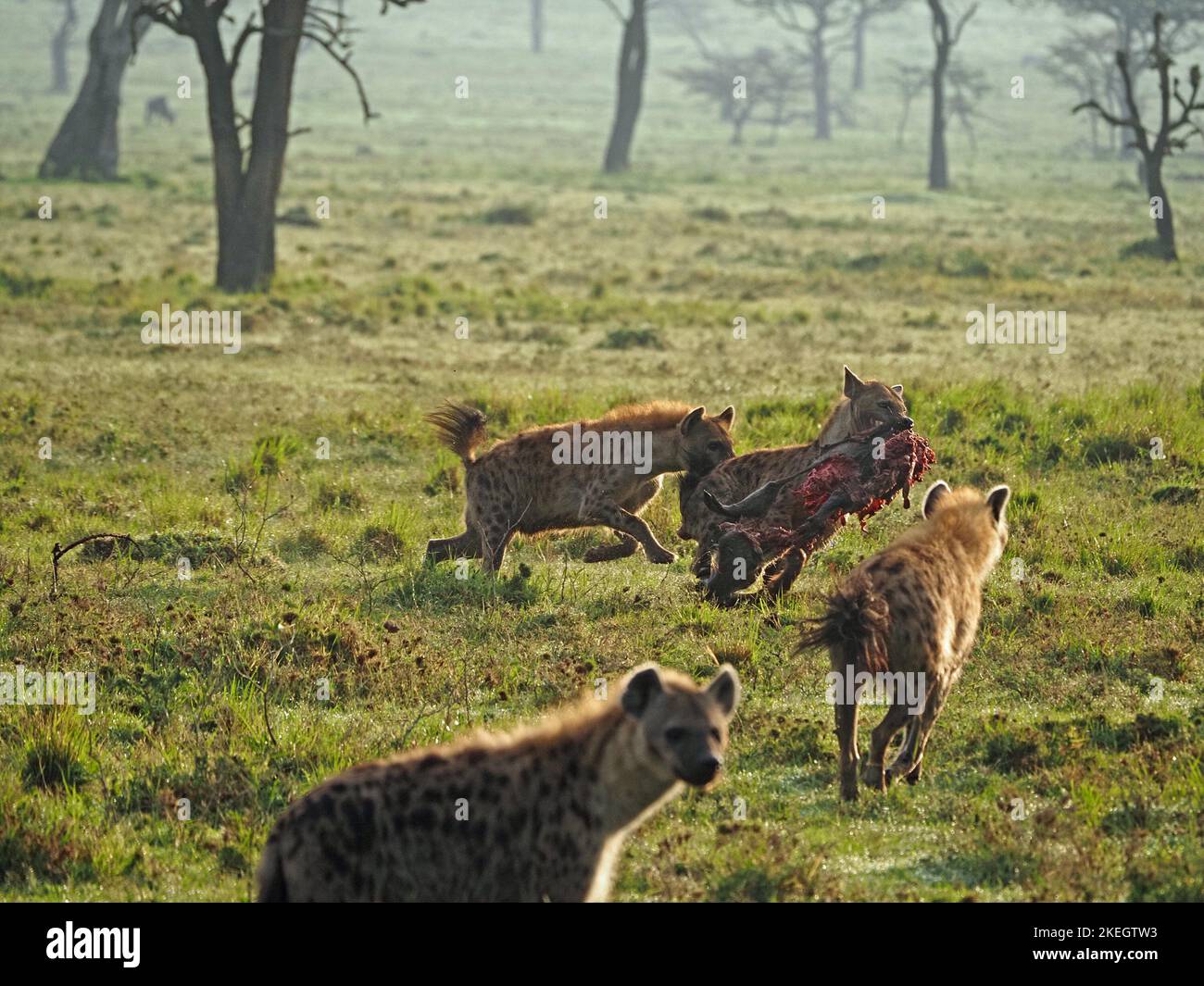 hyenas (Crocuta crocuta) squabble over carcase of Warthog (Phacochoerus ...
