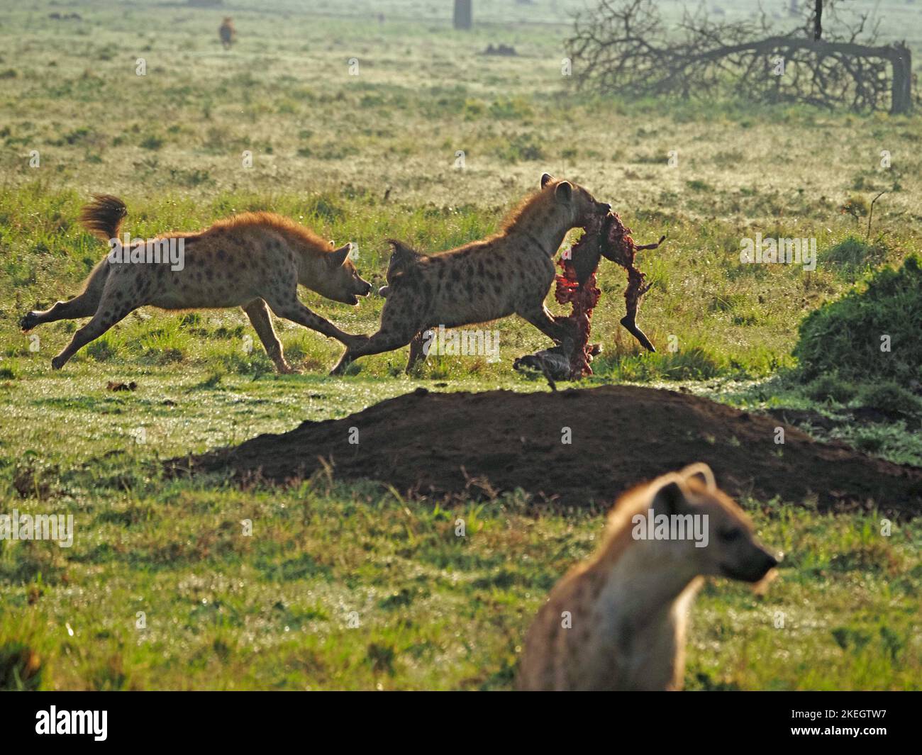 hyenas (Crocuta crocuta) squabble over carcase of Warthog (Phacochoerus ...