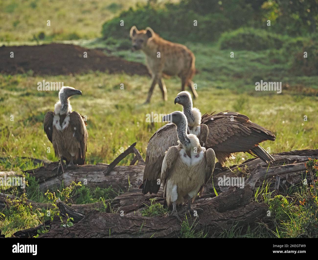 single hyena (Crocuta crocuta) watches White-backed vultures (Gyps ...