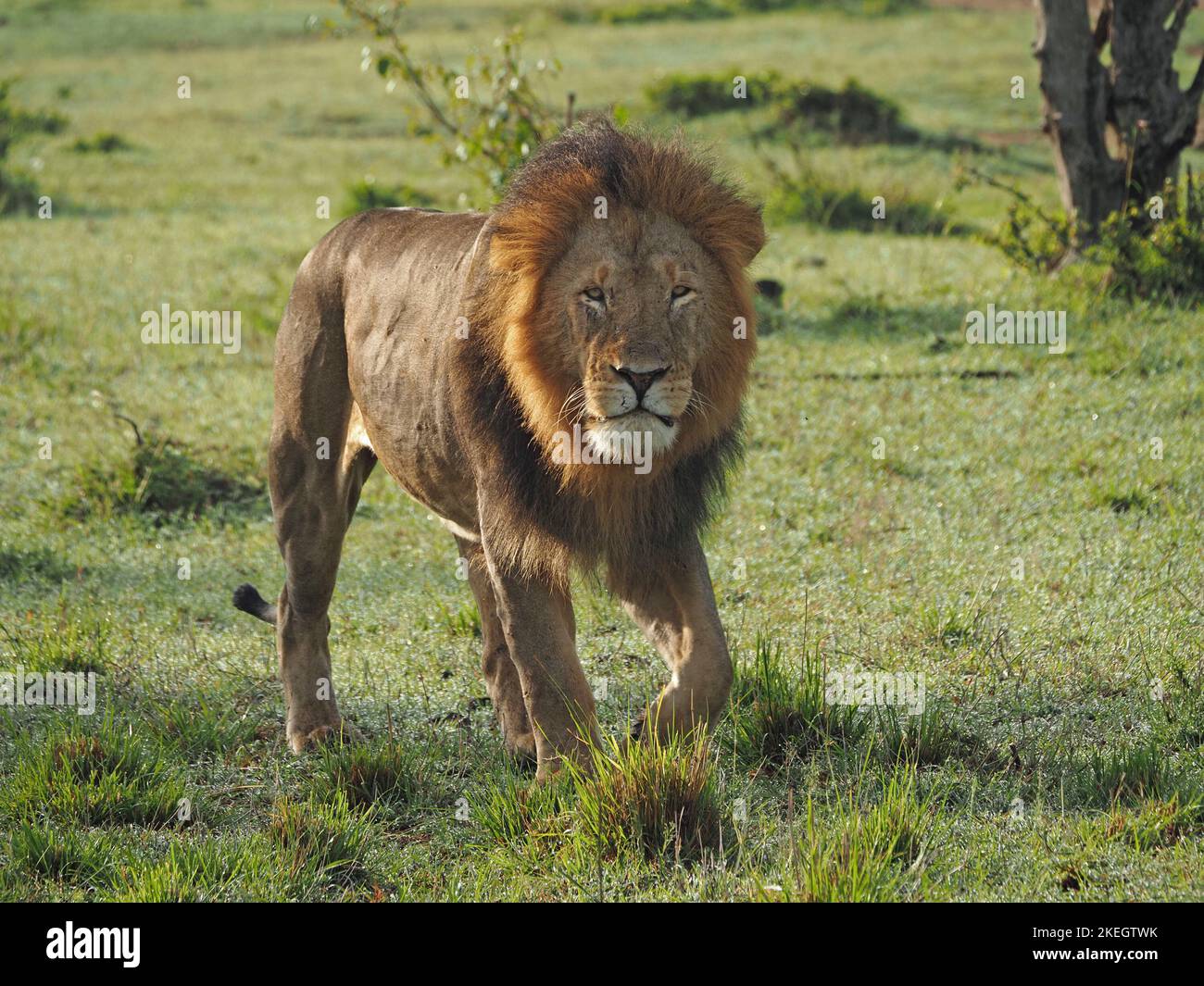 determined single adult male lion (Panthera leo) with big mane walking ...