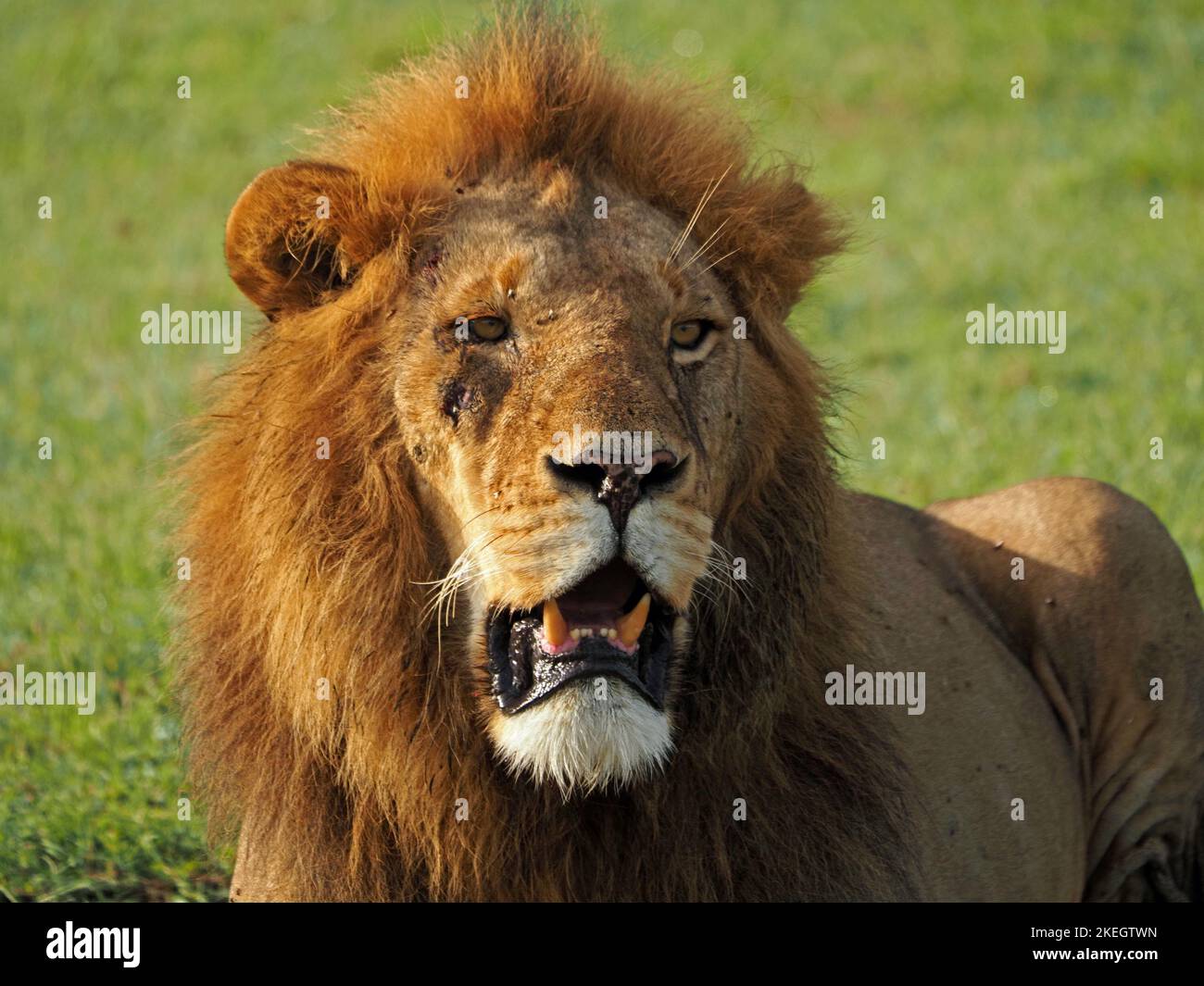 single adult male lion (Panthera leo) with big mane,strong teeth ...