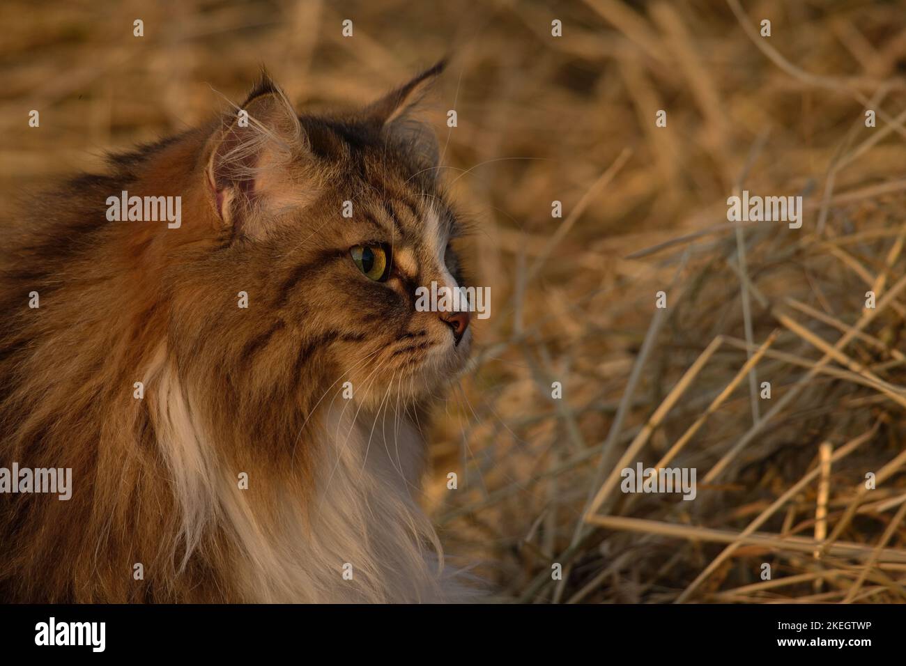 Alvin - Big Siberian cat with long hair at sunset Stock Photo - Alamy