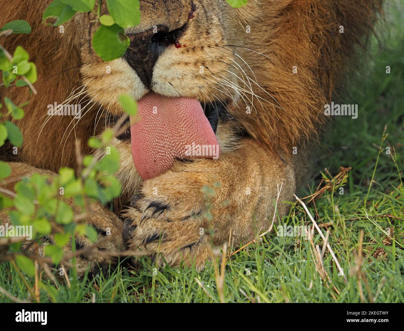 close-up of bloody muzzle of adult alpha-male lion (Leo panthera) with ...