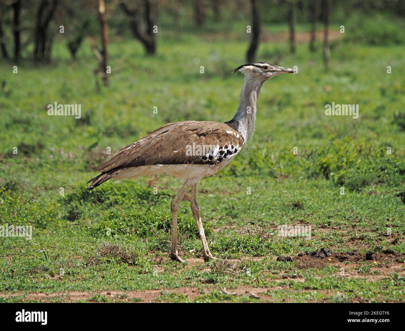 Portrait of elegant Kori Bustard (Ardeotis kori) the world's largest ...