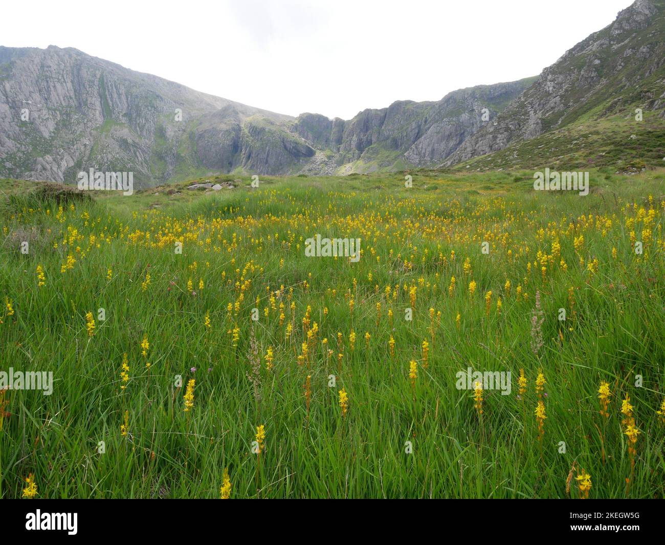Welsh wild flowers hi-res stock photography and images - Alamy