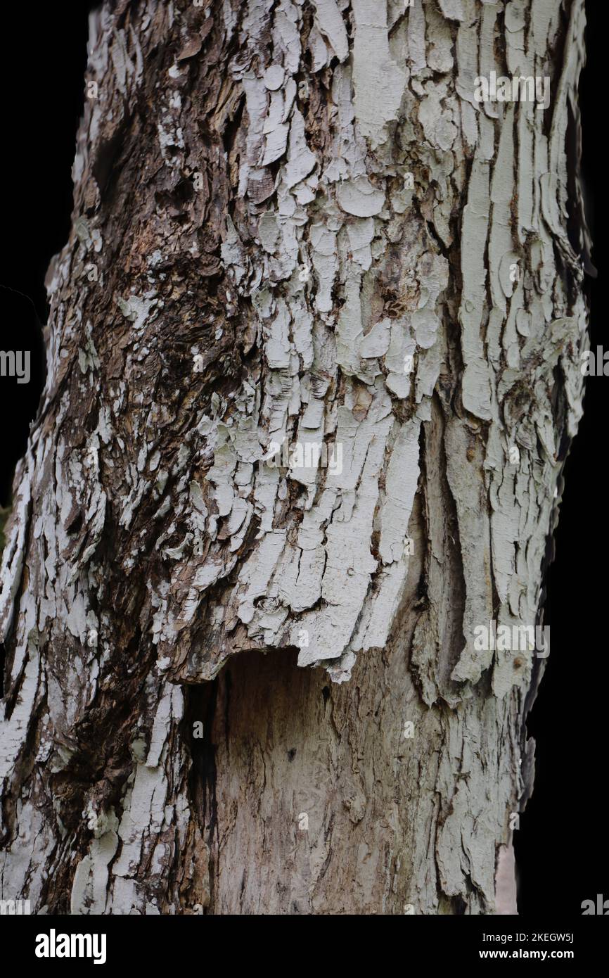 Parkia timoriana tree hi-res stock photography and images - Alamy