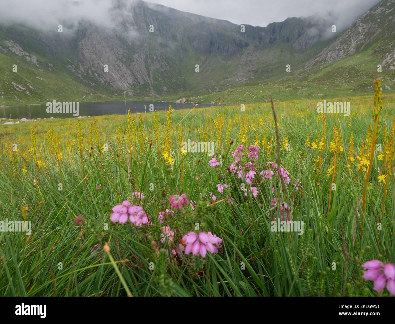 Welsh wild flowers hi-res stock photography and images - Alamy