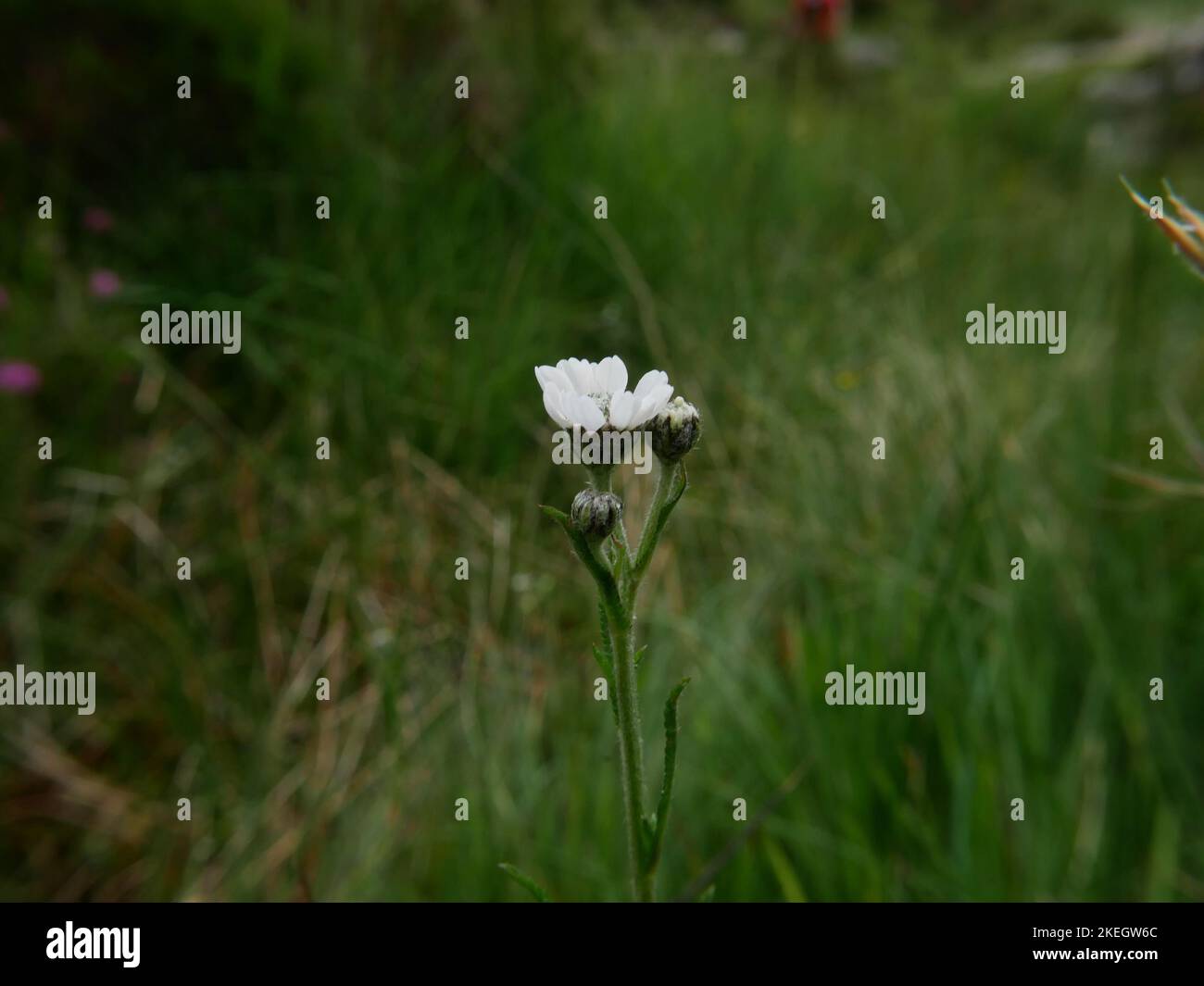 Welsh wild flowers hi-res stock photography and images - Alamy