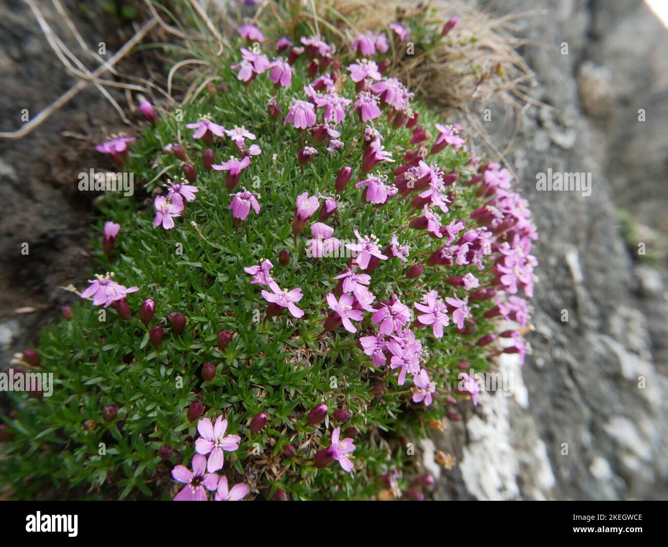 Photos of wildflowers found in the Welsh mountains of Snowdonia ...