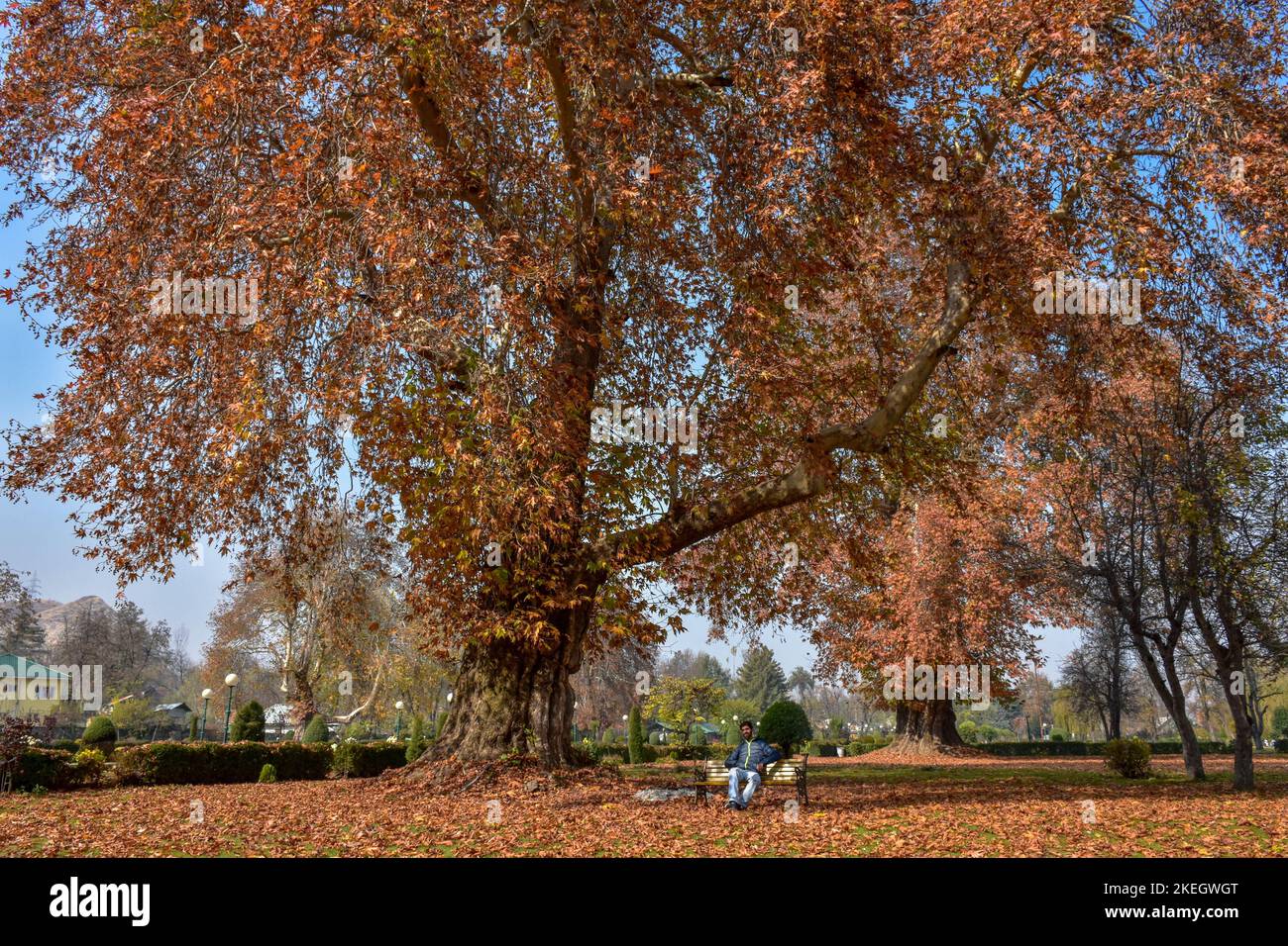 A visitor rests on a bench on an autumn day in Verinag, about 85kms ...