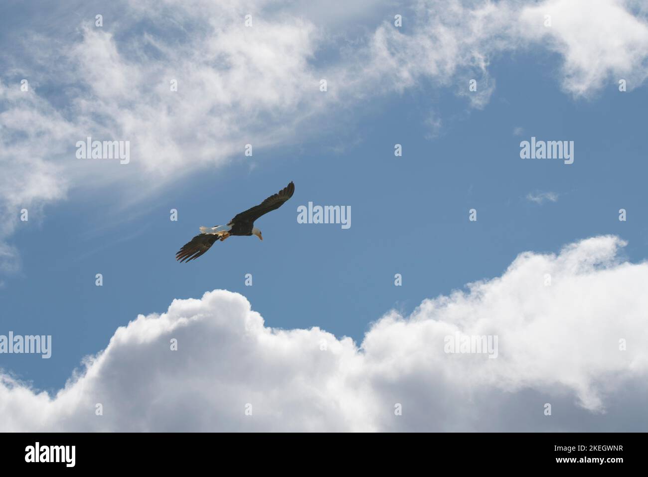 Bald eagle flying in a blue sky with clouds Stock Photo - Alamy