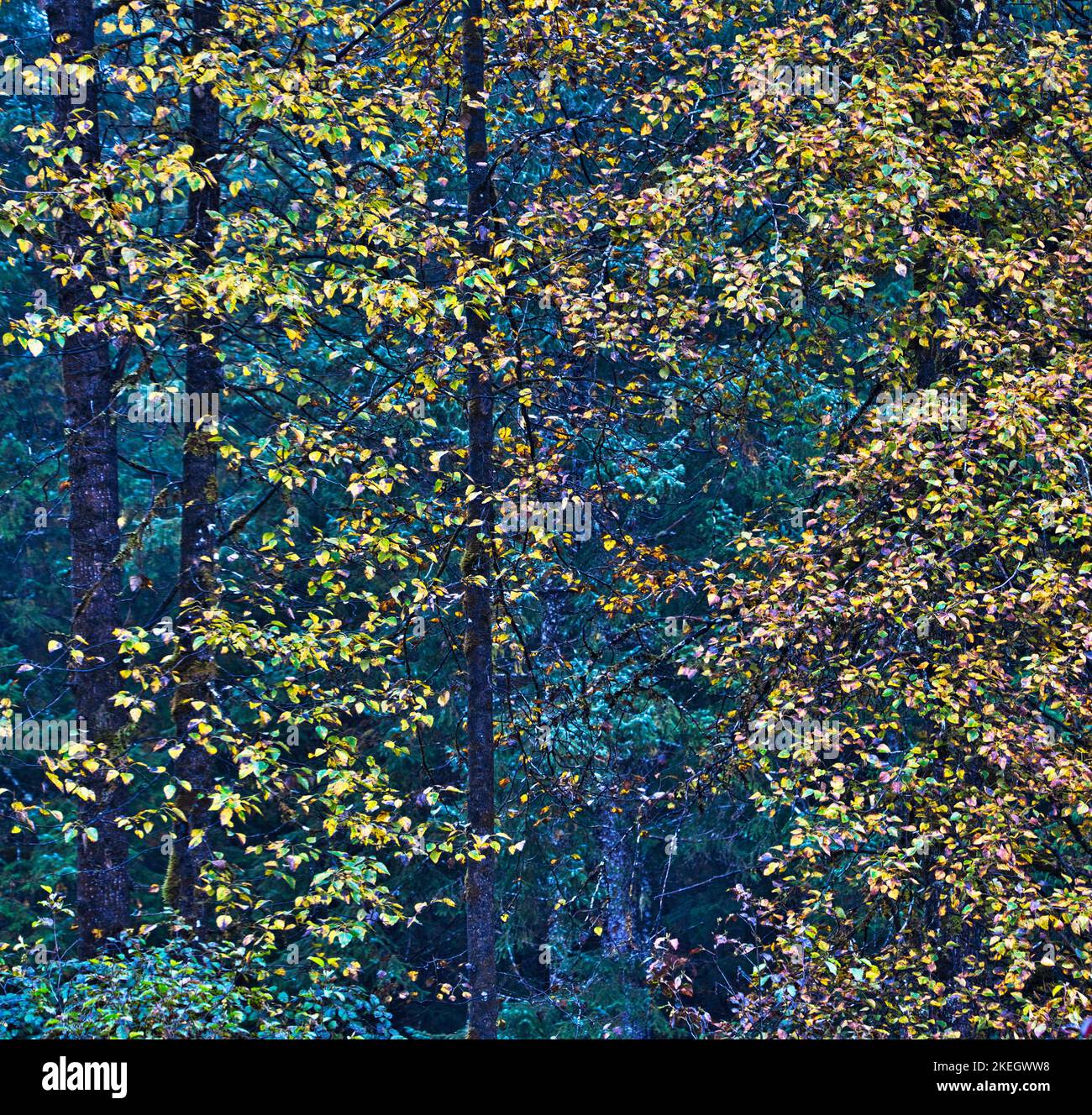 Green turning red hi-res stock photography and images - Alamy