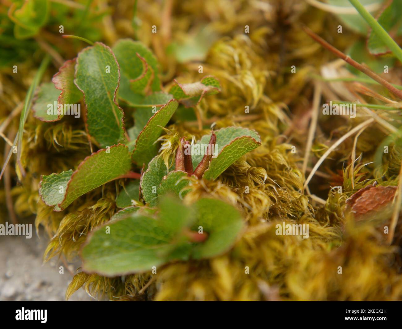 Photos of wildflowers found in Welsh mountains of Snowdonia National ...