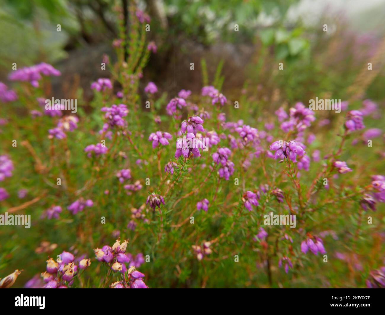 Photos of wildflowers found in Welsh mountains of Snowdonia National ...