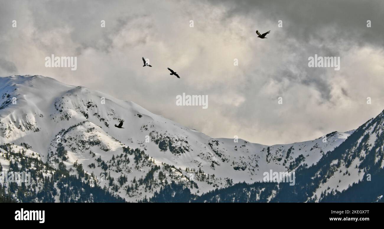 Four ravens flying over snowy mountains on a cloudy day in Southeast ...