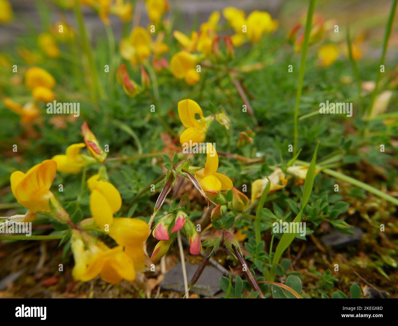 Photos of wildflowers found in Welsh mountains of Snowdonia National ...