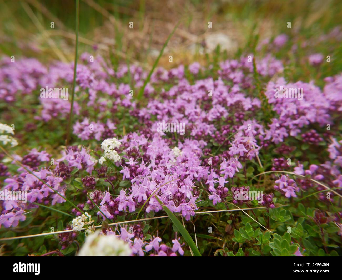 Photos of wildflowers found in Welsh mountains of Snowdonia National ...