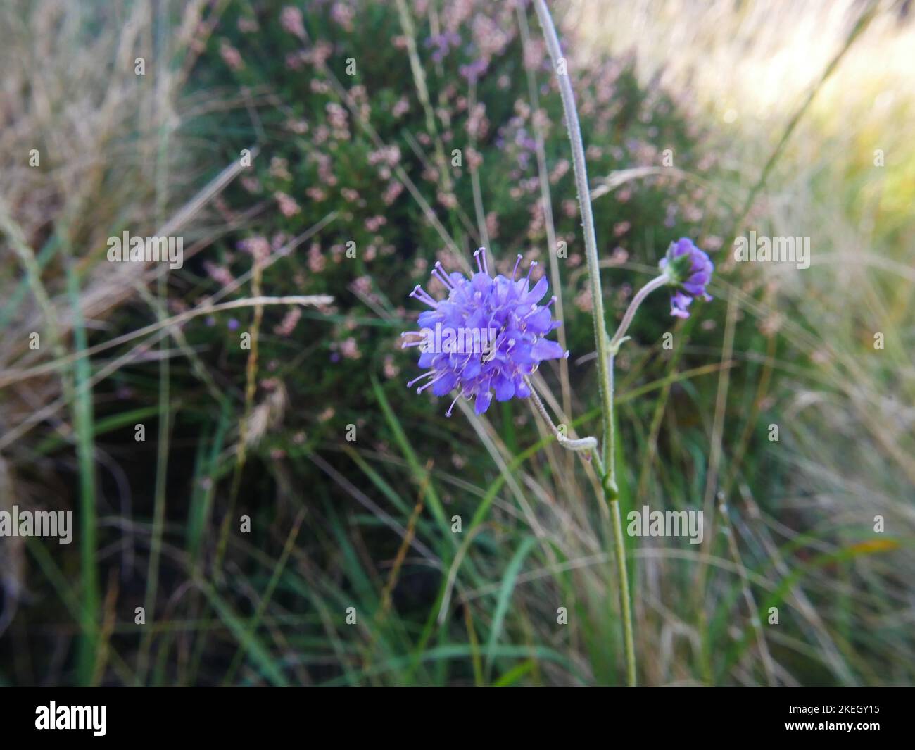 Photos of wildflowers found in Welsh mountains of Snowdonia National ...