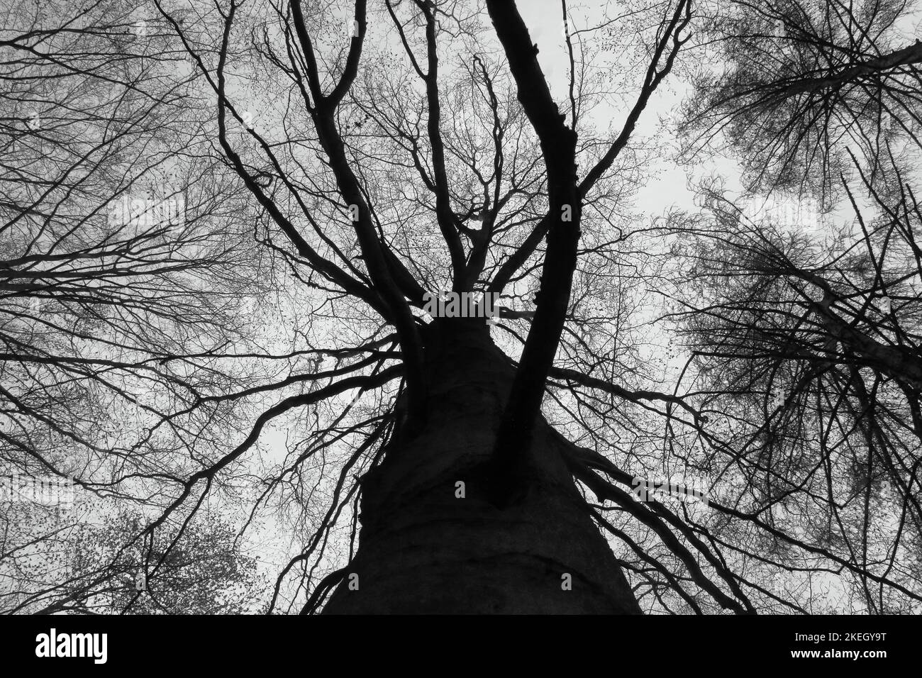 A low angle greyscale shot of a tall dry tree Stock Photo - Alamy