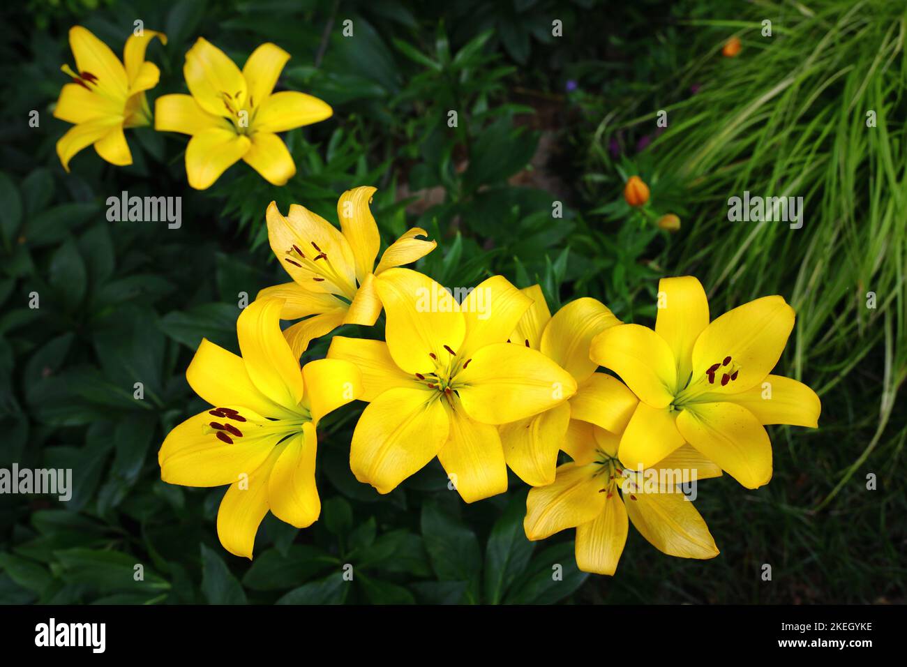 A pretty lily flower blooming beautifully vividly Stock Photo - Alamy