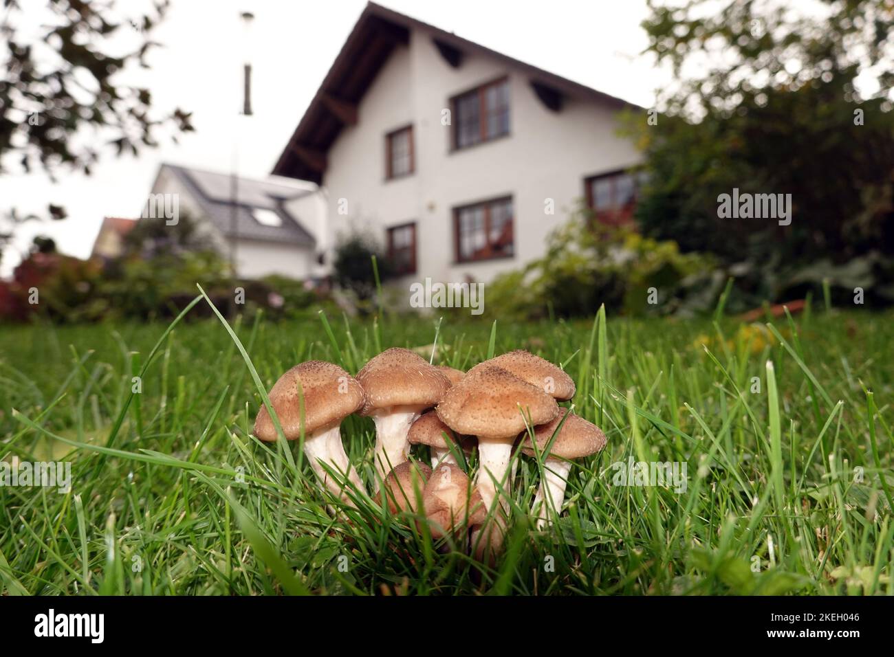 Dunkler Hallimasch (Armillaria ostoyae) im Garten eine Einfamilenhauses ...