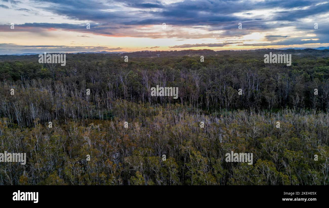 A scenic view of forest landscape near Port Macquarie in New South ...