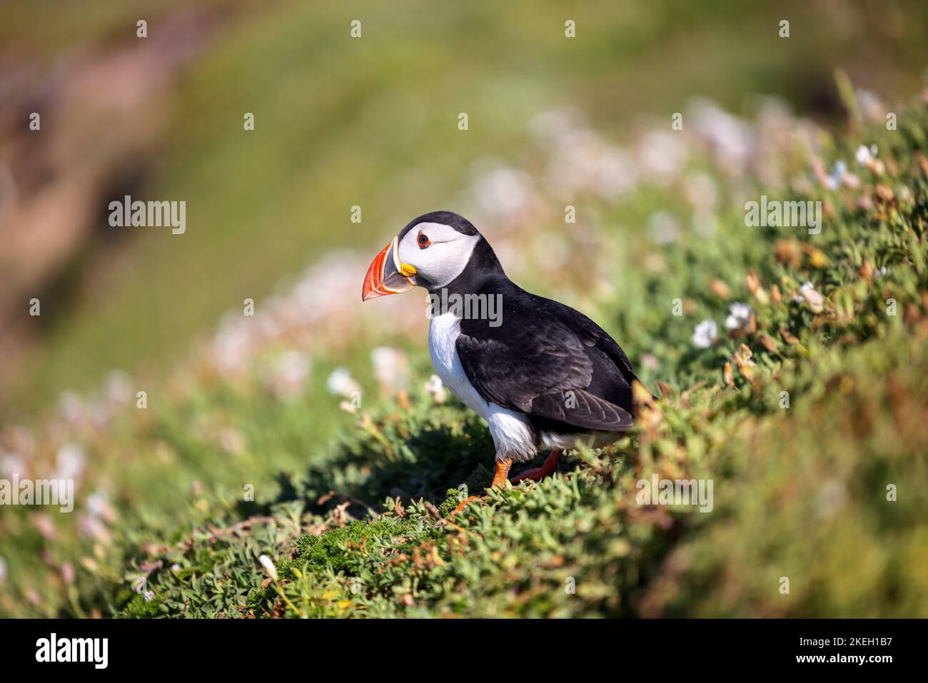A closeup of the cute puffin with black and white feathers looking ...