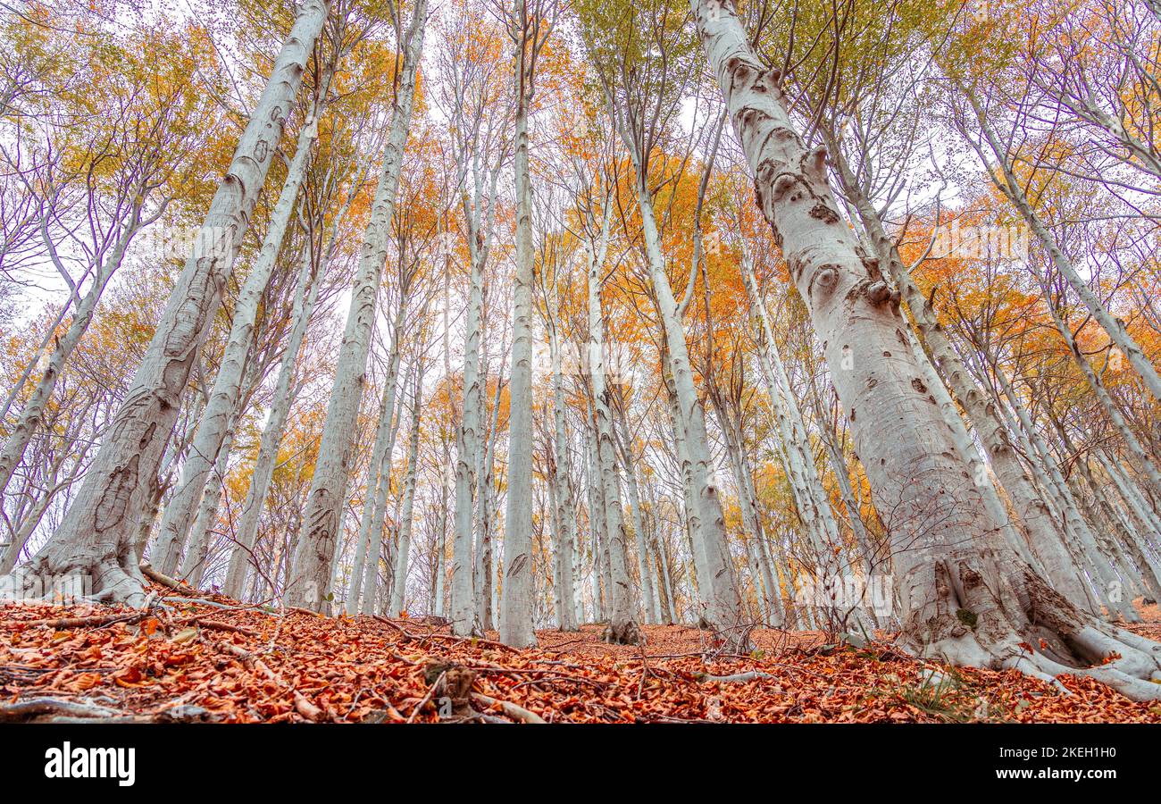 Red forest in autumn at Colle del Melogno, Italy Stock Photo - Alamy