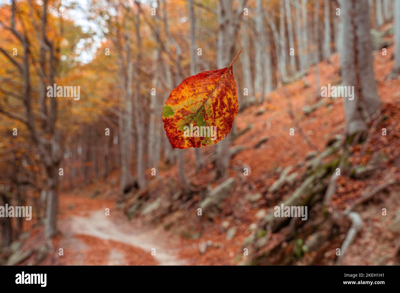 Close up of a beech tree red leaf in autumn at Colle del Melogno, Italy ...
