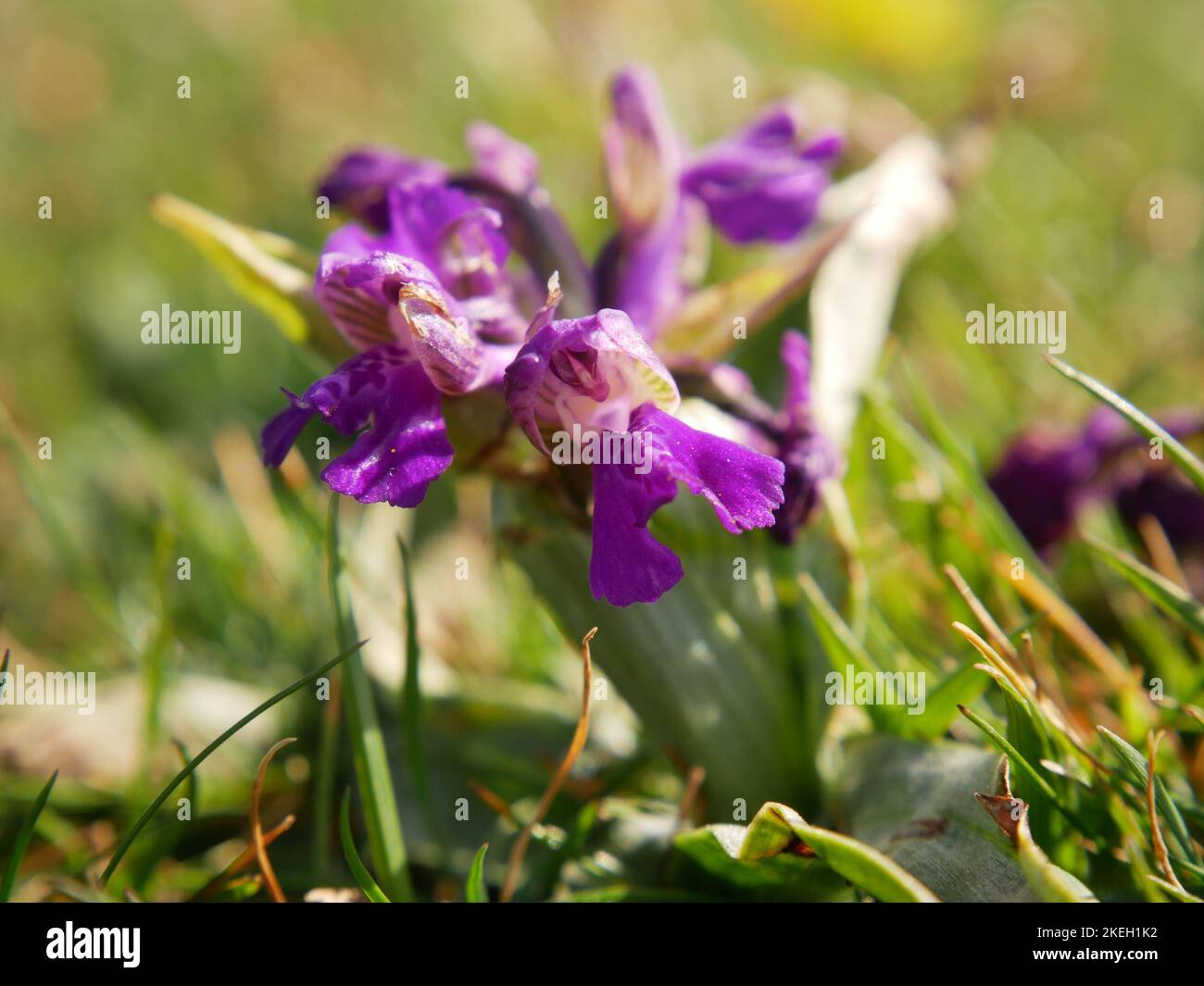 British flora hi-res stock photography and images - Alamy