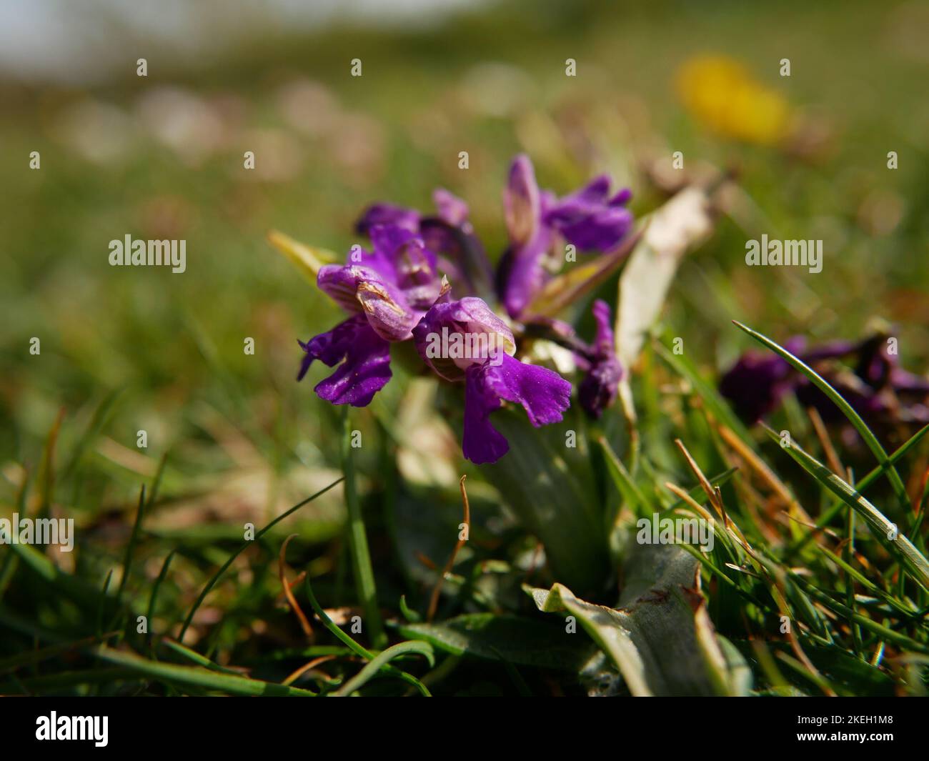British flora hi-res stock photography and images - Alamy