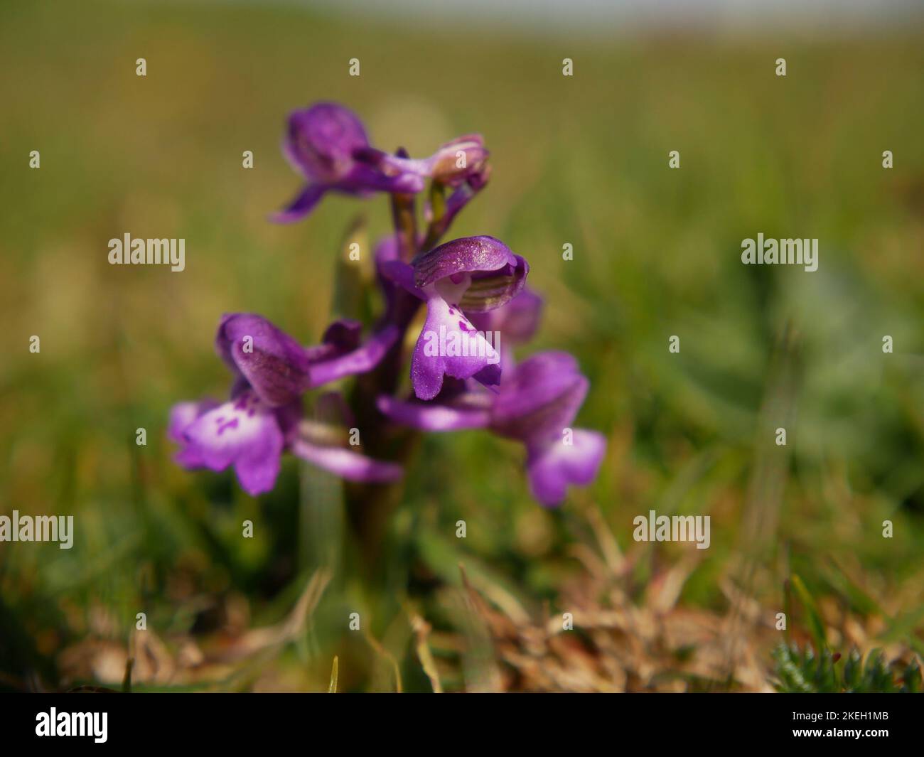 British flora hi-res stock photography and images - Alamy