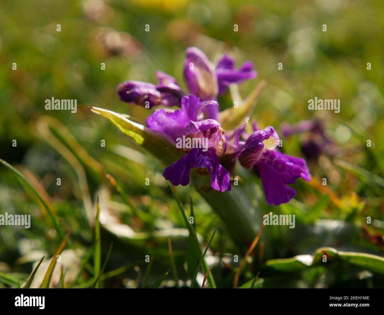 Welsh britain british hi-res stock photography and images - Alamy