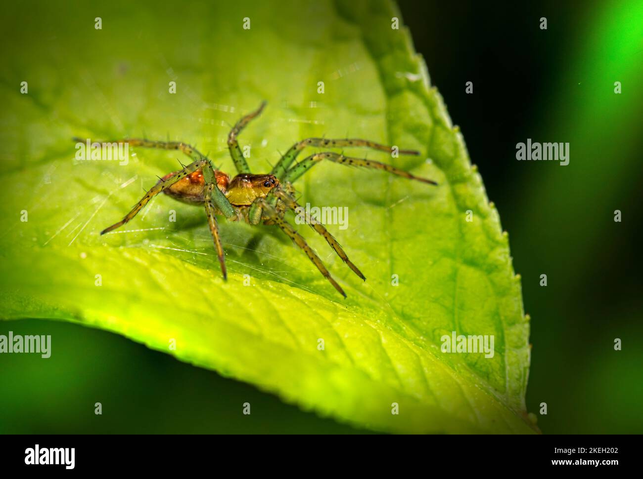 Portrait of a spider Stock Photo - Alamy