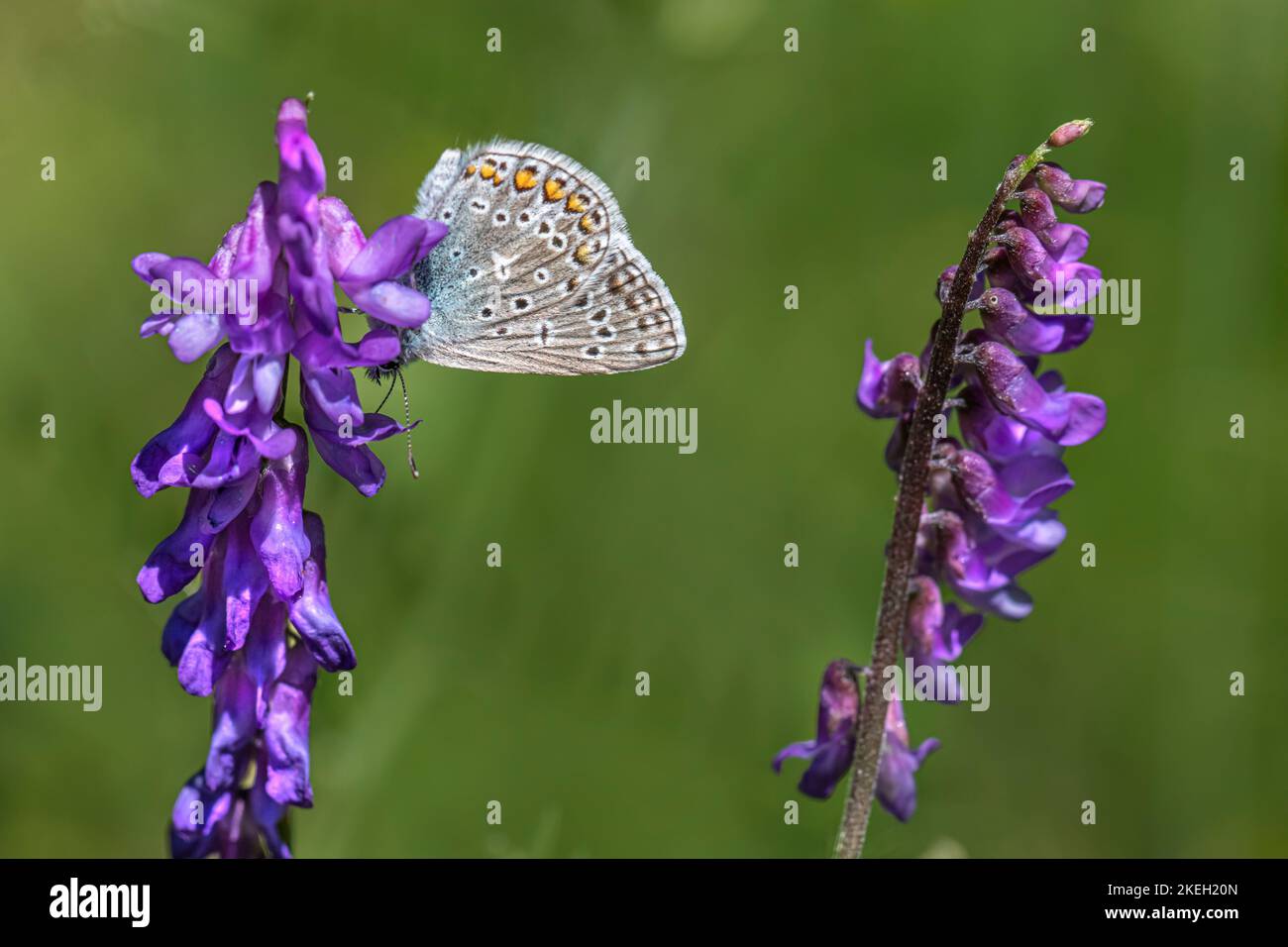 Common blue butterfly Stock Photo - Alamy