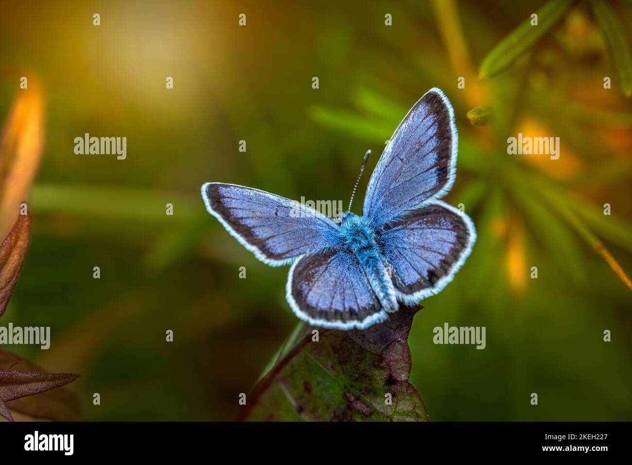Common blue butterfly Stock Photo - Alamy