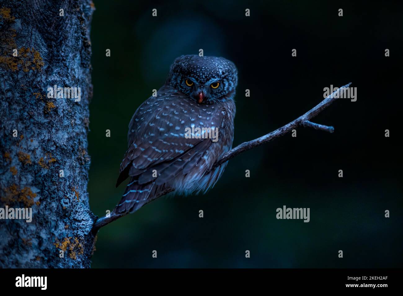 Eurasian pygmy owl (Glaucidium passerinum Stock Photo - Alamy