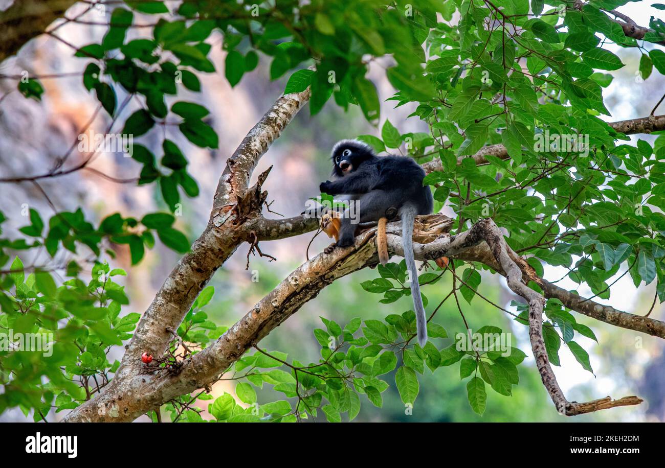 Dusky Leaf Monkey (Trachypithecus obscurus Stock Photo - Alamy