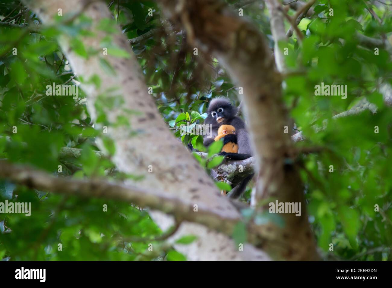 Dusky Leaf Monkey (Trachypithecus obscurus Stock Photo - Alamy