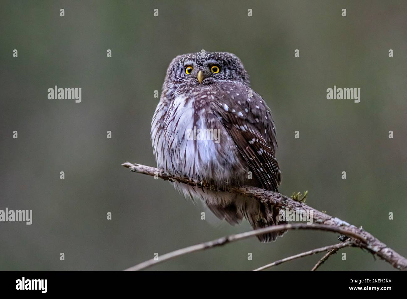 Eurasian pygmy owl (Glaucidium passerinum Stock Photo - Alamy
