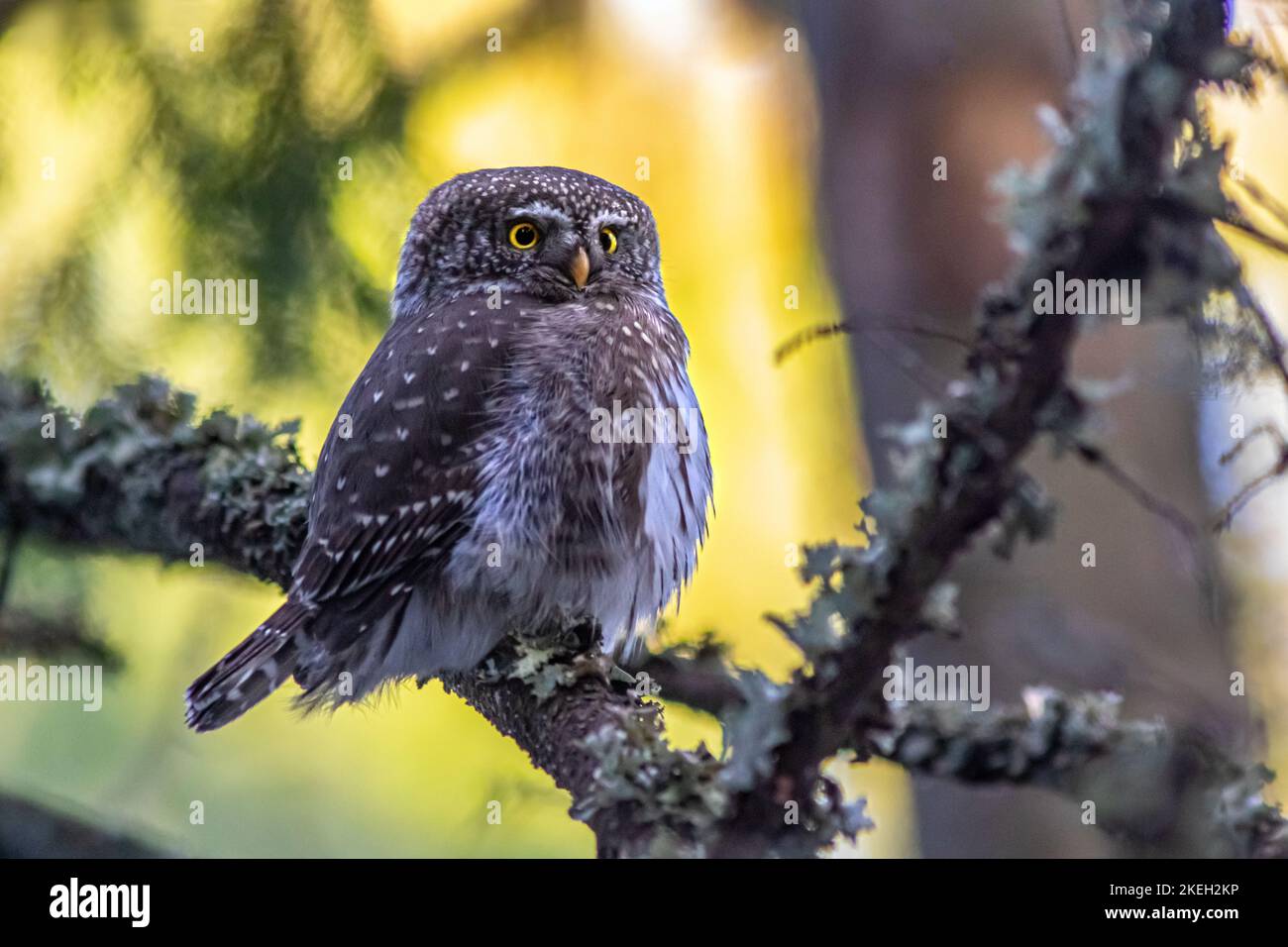 Eurasian pygmy owl (Glaucidium passerinum Stock Photo - Alamy